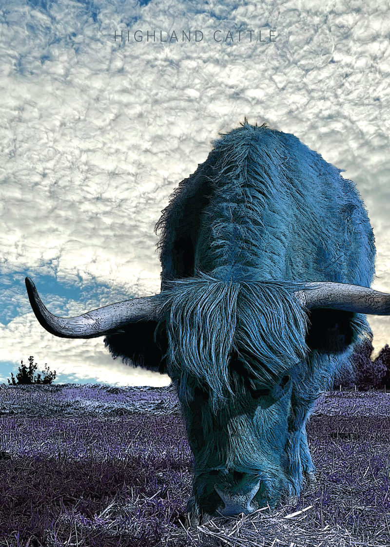 Blue Highland Cattle - Grunnet Illustrated